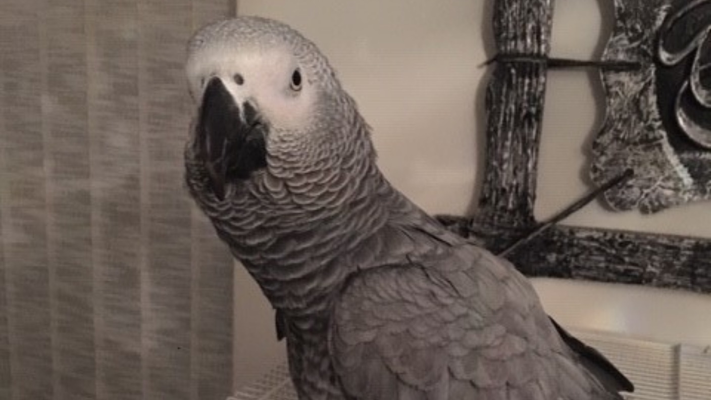 Man who stole parrot from Peterborough house handed suspended sentence ...