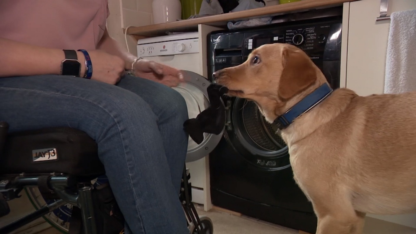 Meet Kevin, the incredible support dog! | ITV News Central