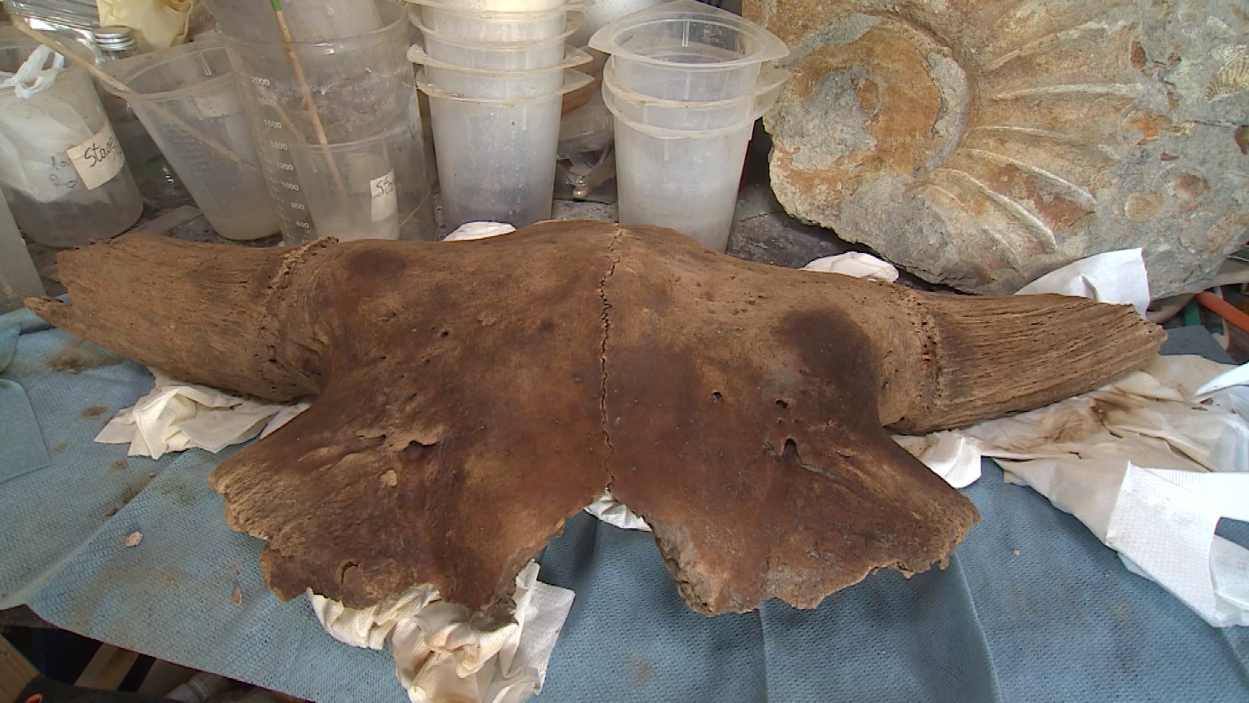 Skull of giant prehistoric buffalo discovered in quarry | ITV News Anglia
