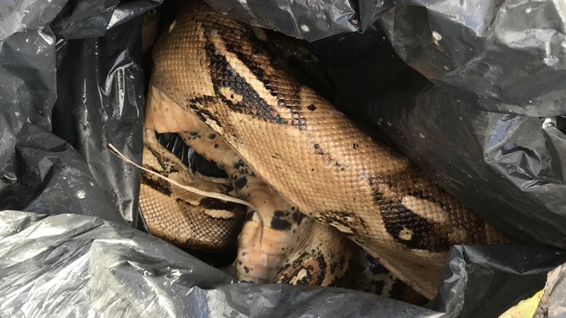 'It is just so callous': Two boa constrictors found dead in ditch at a ...
