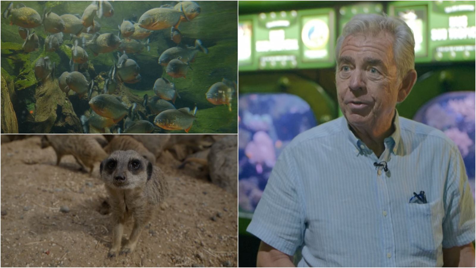 Owner of Southend zoo says he may have to euthanise animals amid energy ...