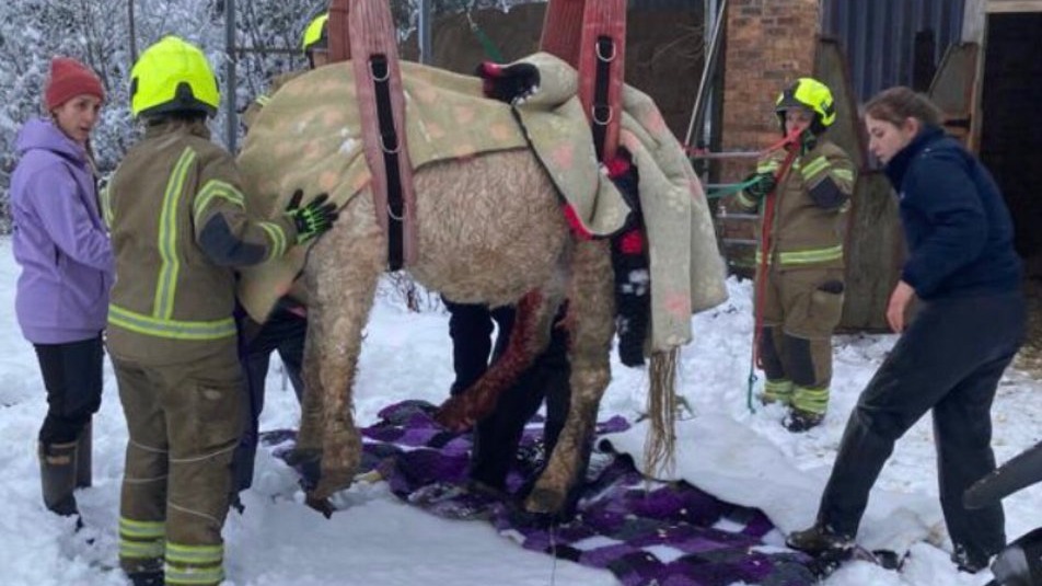 Pony rescued by Gloucestershire fire service after getting stuck in ...