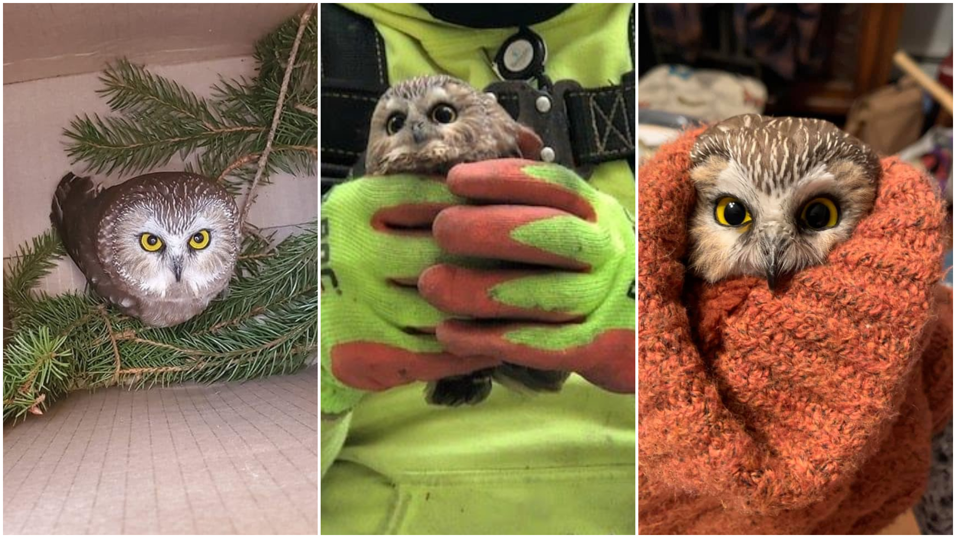 One tiny owl's big adventure as he's rescued from Rockefeller Christmas ...