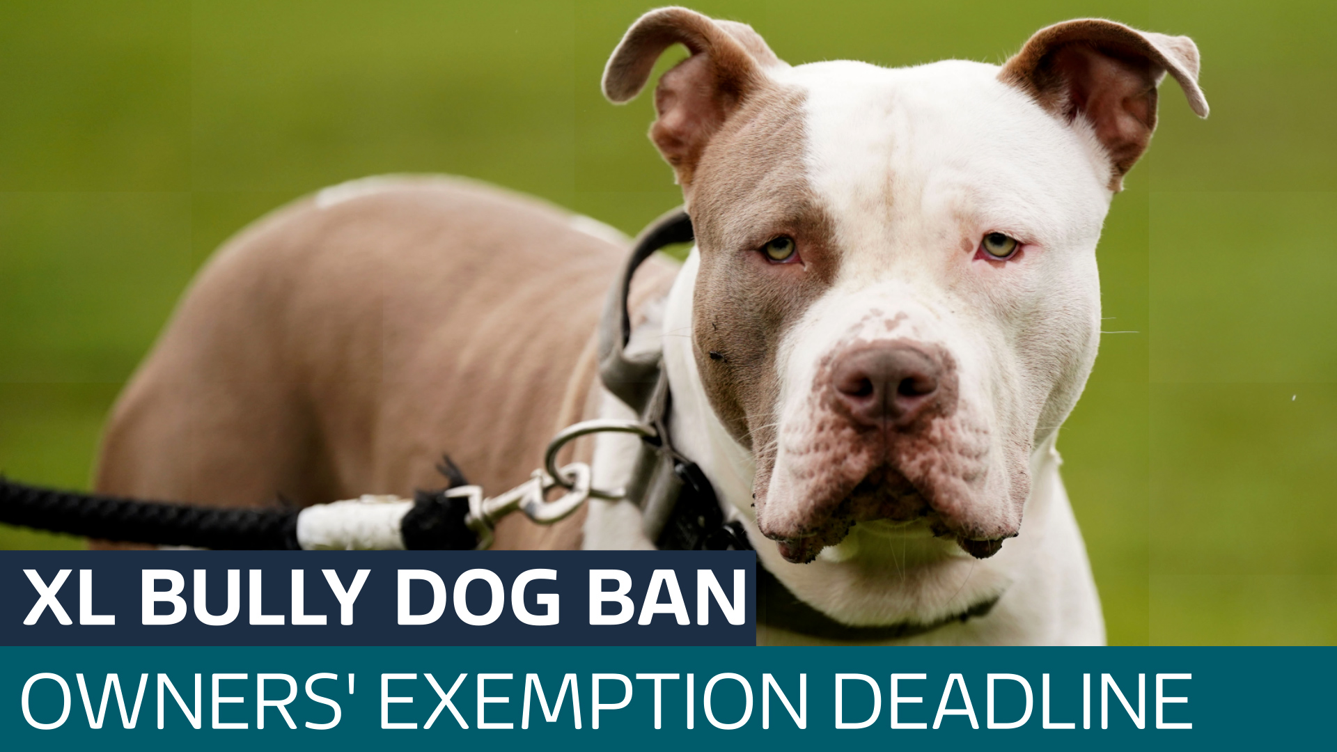 Countdown to dangerous dog ban as deadline passes to apply for ...