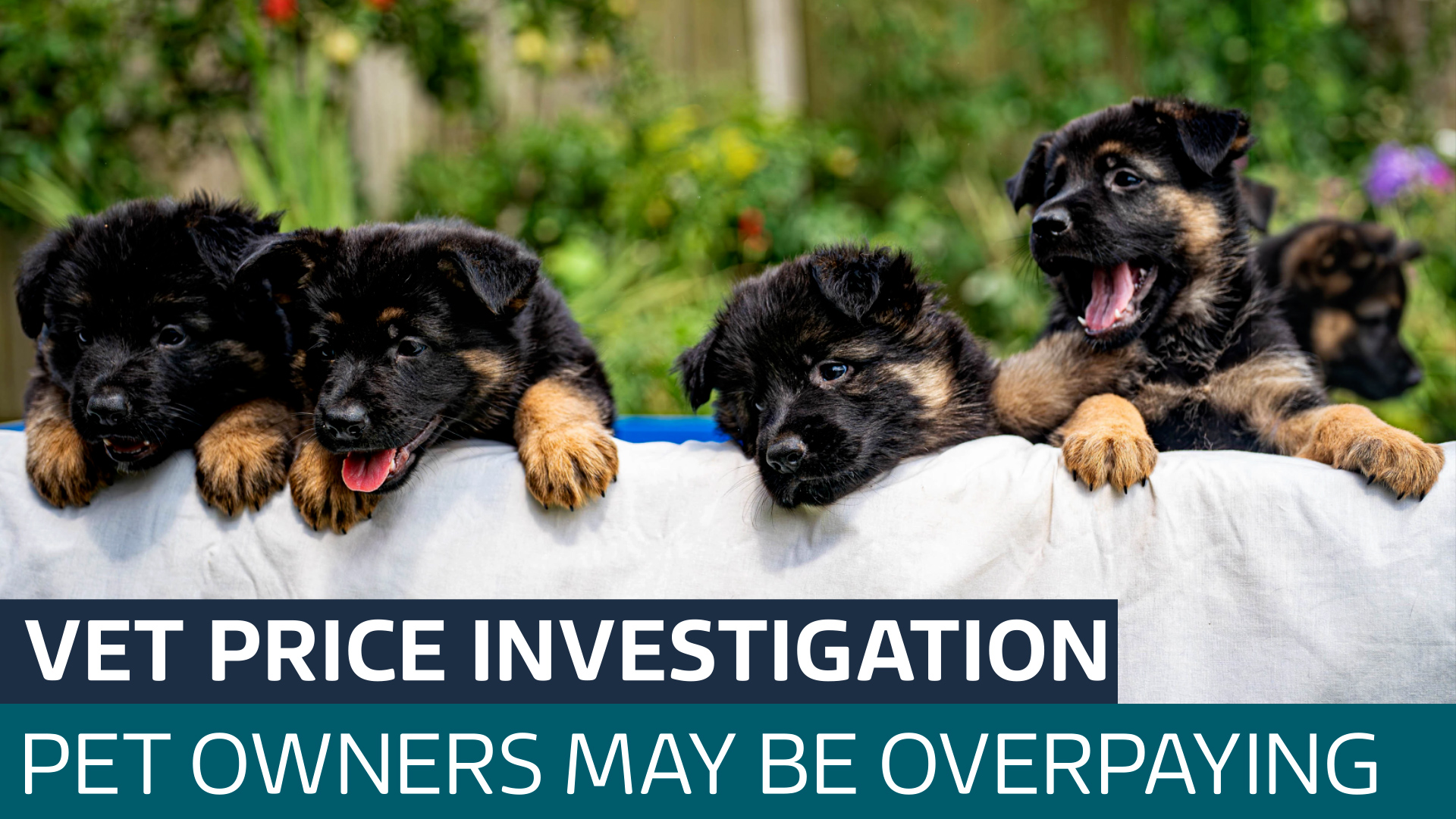 Pet owners could be paying over-the-odds for medicines and ...