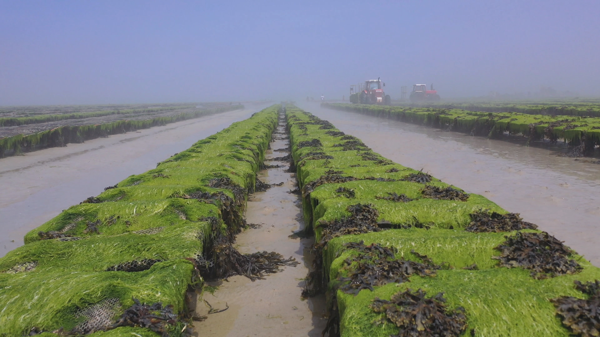 Shellfish exporters plead for financial help after lockdown affects ...