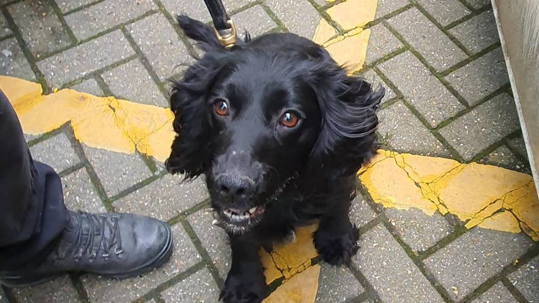 Police sniffer dog Rhodi recovers cocaine, cannabis and cash in rural ...