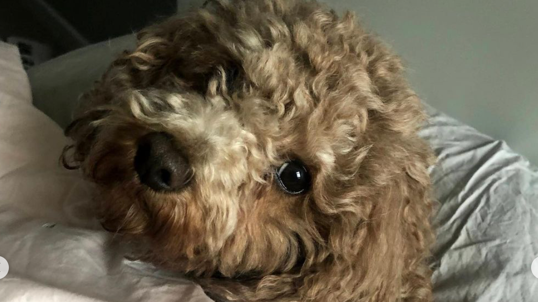 Dog owner calls for change in law after toy poodle dies in 'brutal ...