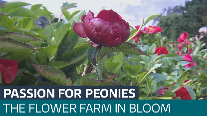A peony farm is proving popular as it throws open its doors to the ...