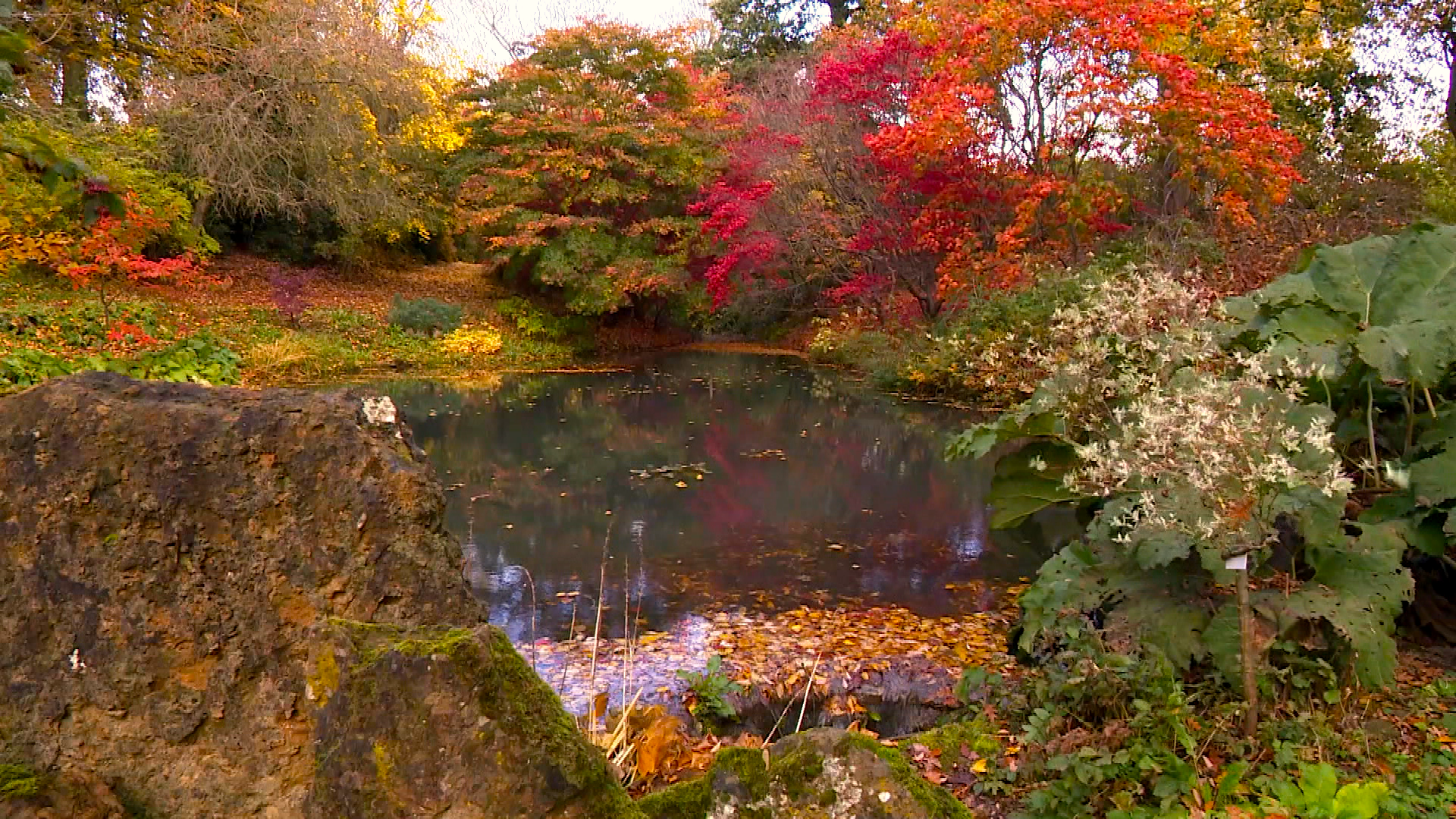 The splendour of autumn at the Northamptonshire arboretum created by ...