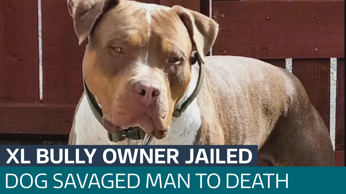 Man jailed for three years after his XL Bully dog savaged a man to ...