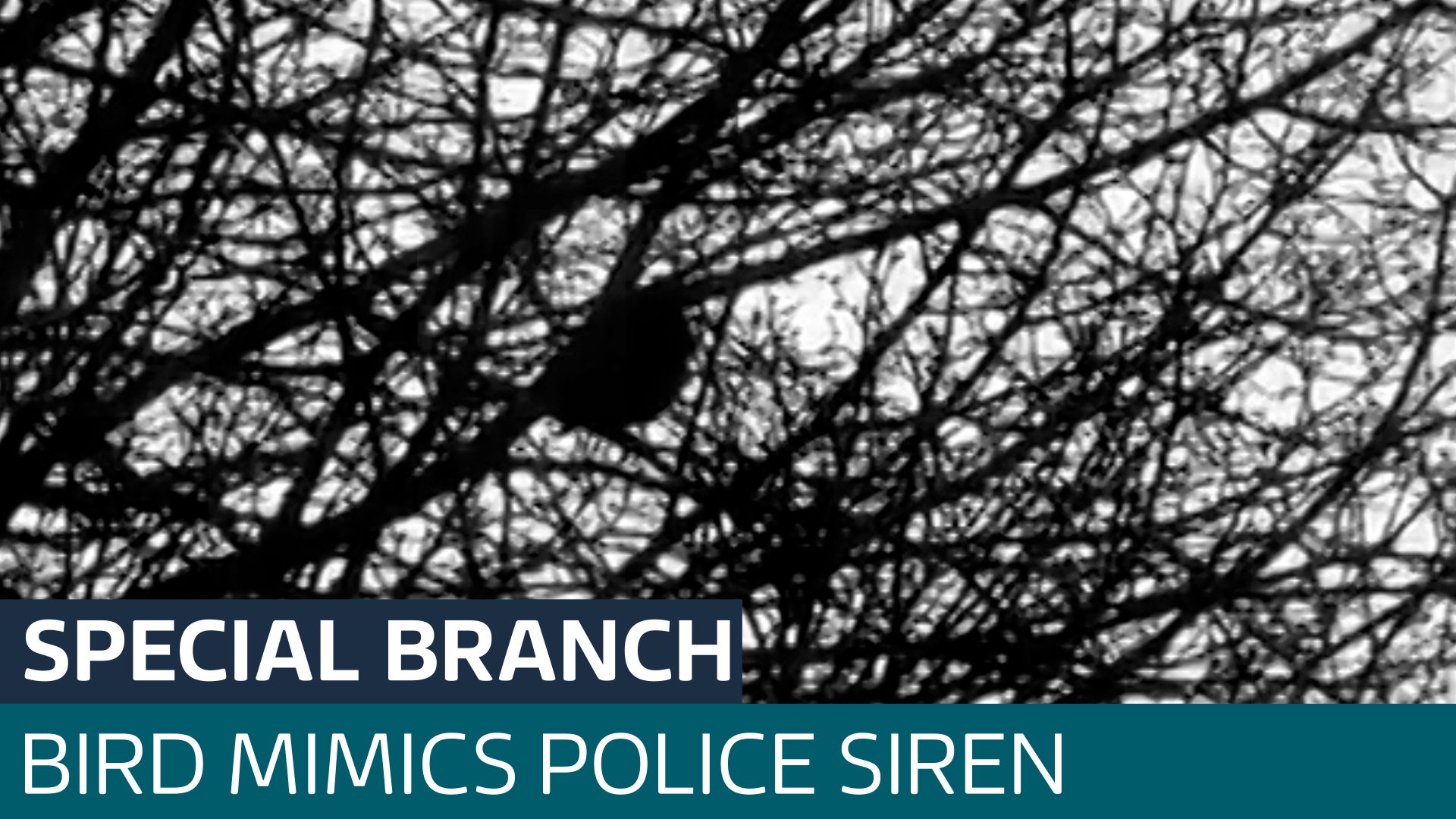 Bird at Bicester police station mimics sound of siren - Latest From ITV ...