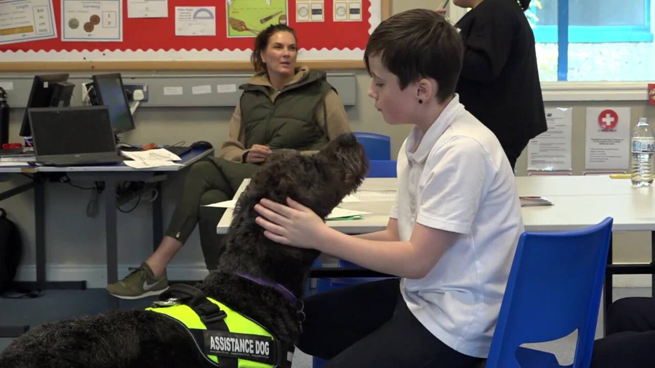 Assistance dog 'part of the furniture' at Northern Ireland school | UTV ...