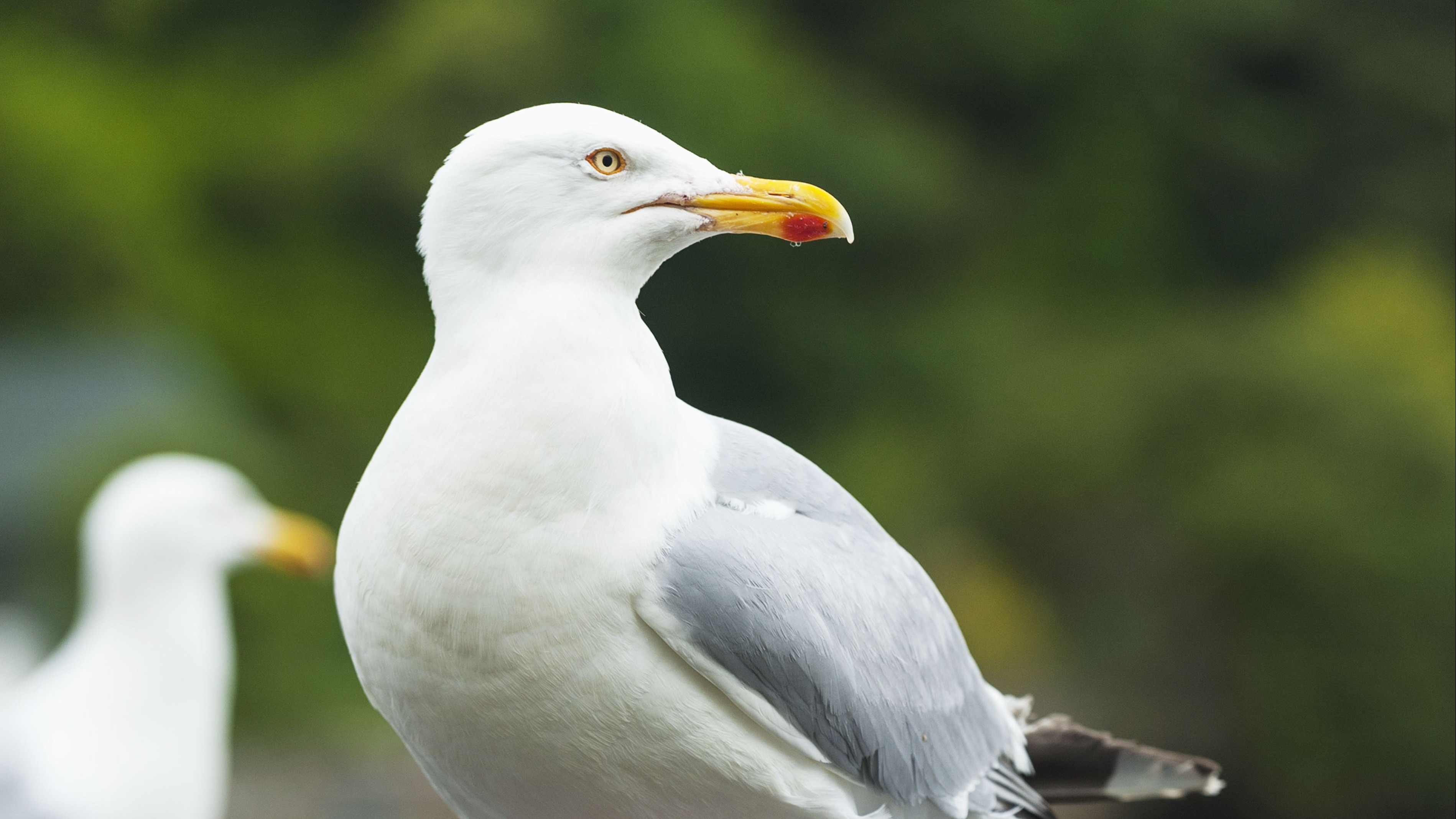 Gull shot in chest with air gun pellet 'suffered horribly' | ITV News Wales
