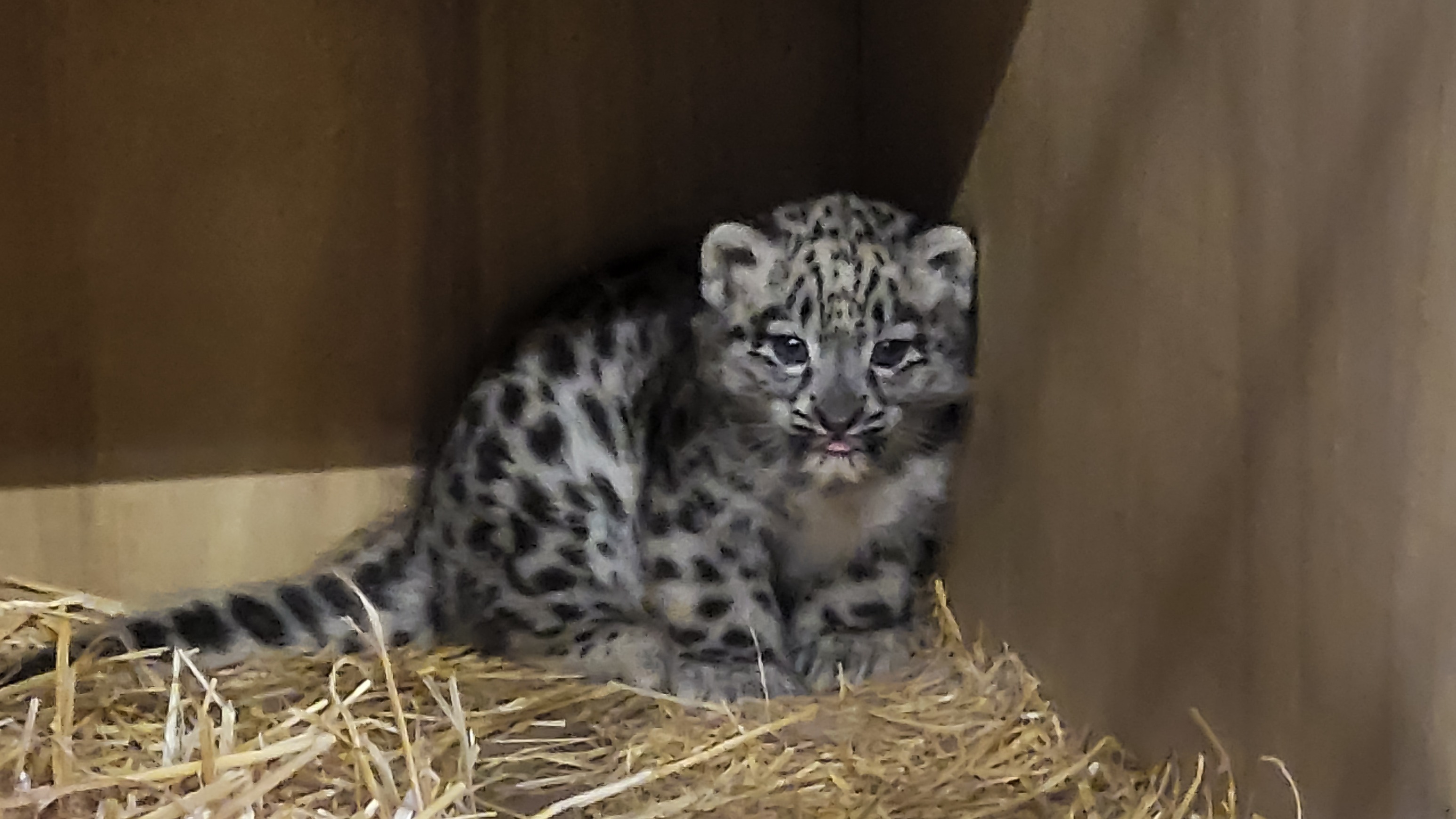 'Adorable' first ever snow leopard cub born at Chester Zoo in ...
