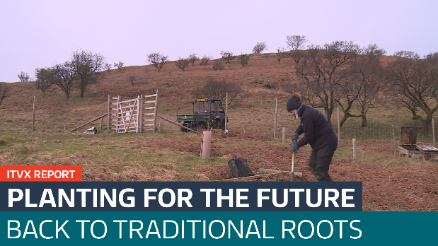 Volunteers bring native trees back to Cumbrian landscape - Latest From ...
