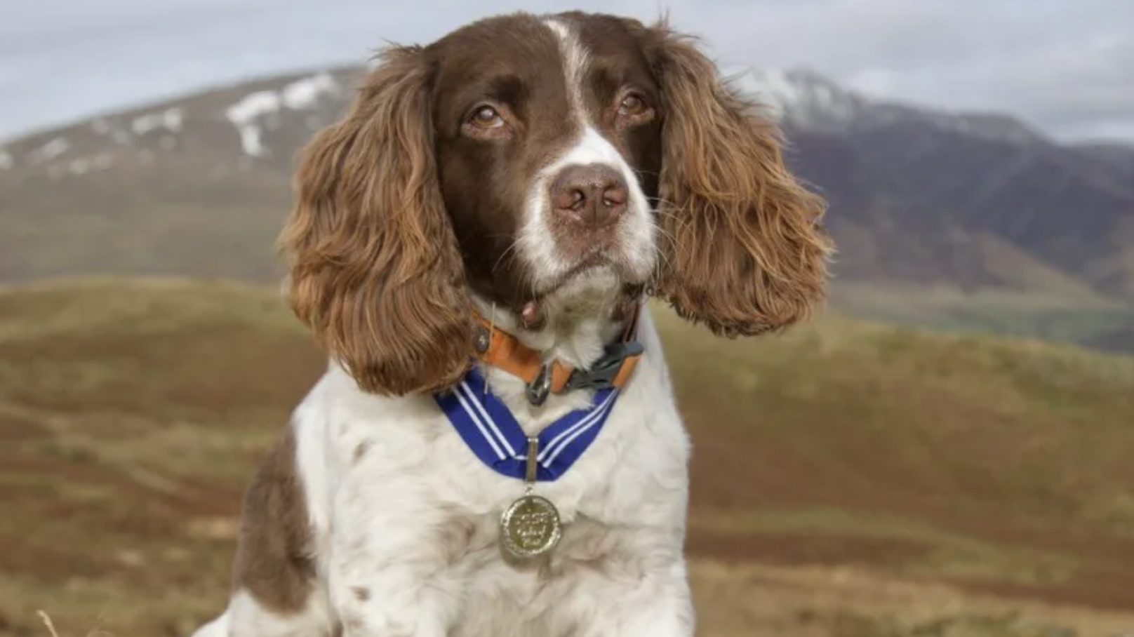 Max the Miracle Dog has statue unveiled in Keswick hometown | ITV News ...