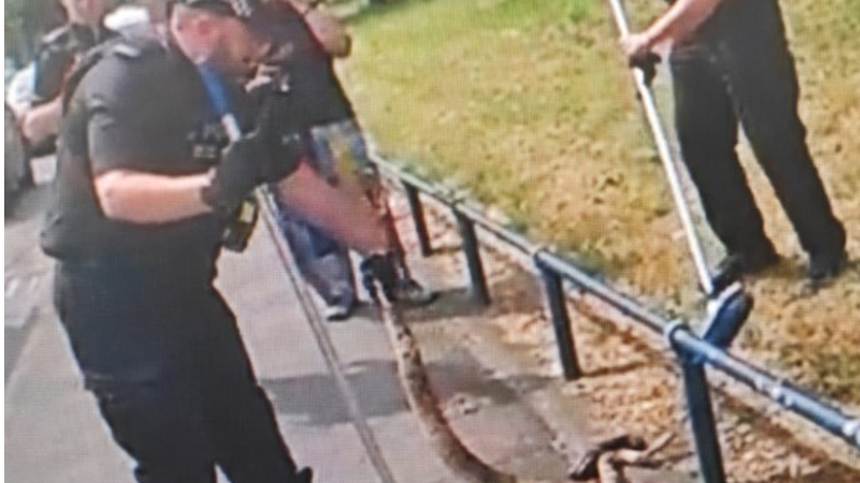 Giant snake found on road by police | ITV News Central