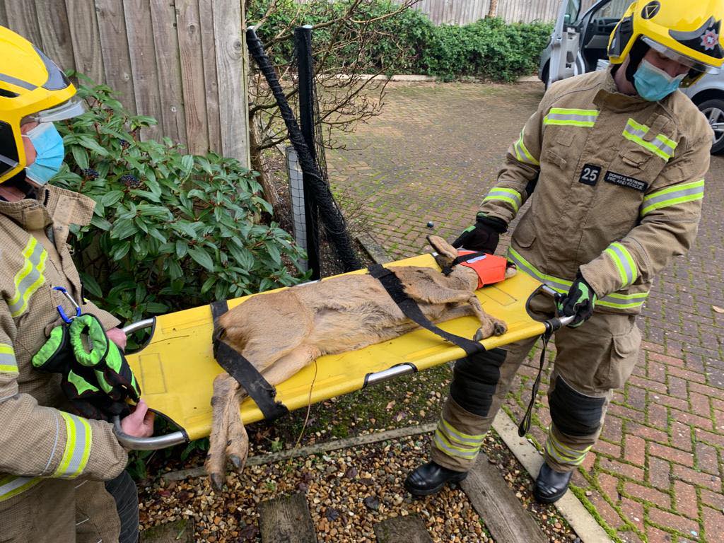 Firefighters rescue deer with head stuck in railings | ITV News Meridian