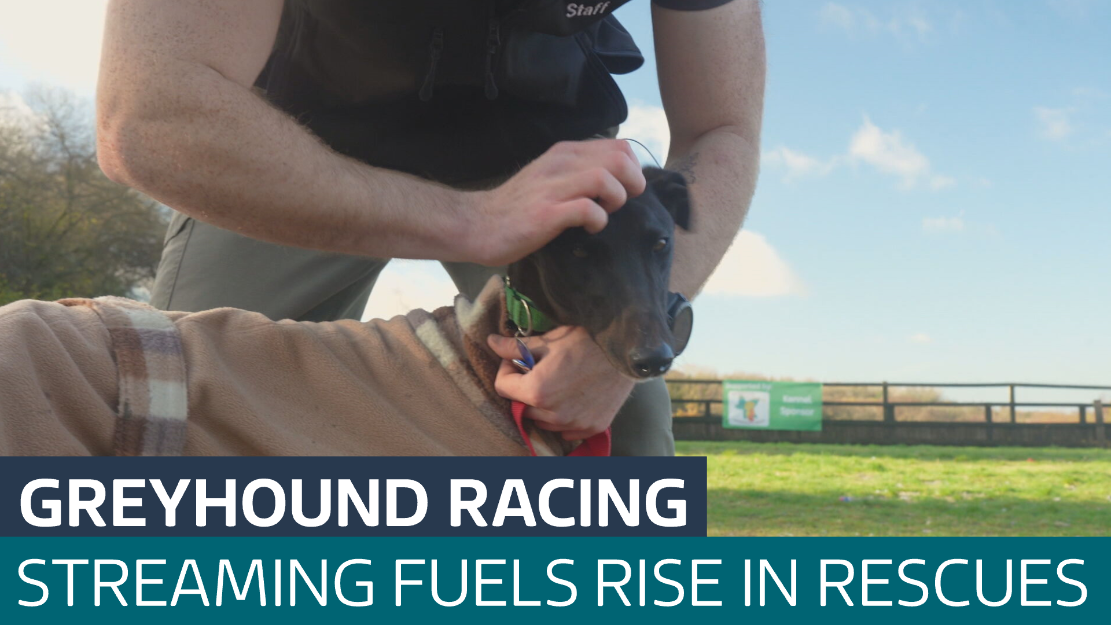 Rescue centres struggle to keep up with demand as greyhound racing ...