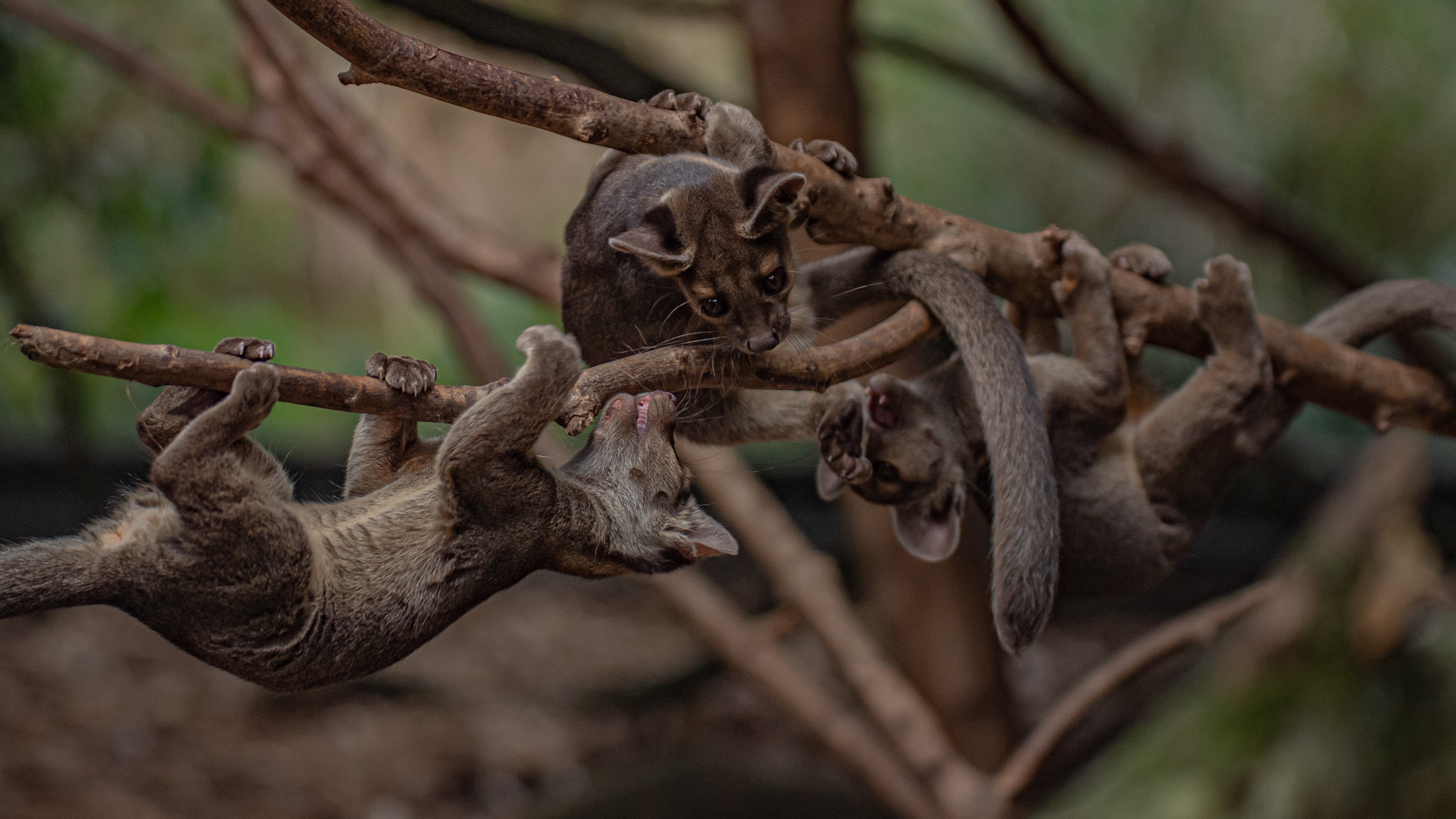 First glimpse of 'rare' trio of fossa pups as they come out of ...