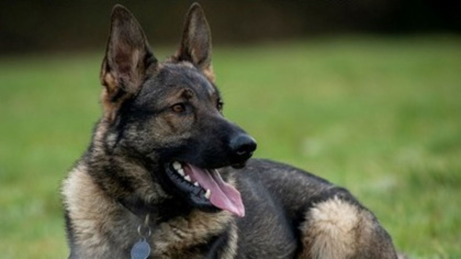 Kent Police dog tracks down Folkestone man who took cocaine before ... Kent Police dog tracks down Folkestone man who took cocaine before ...