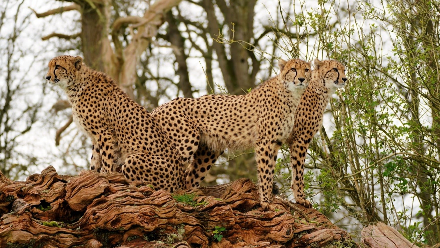 Ceann Cheetah Chartúin