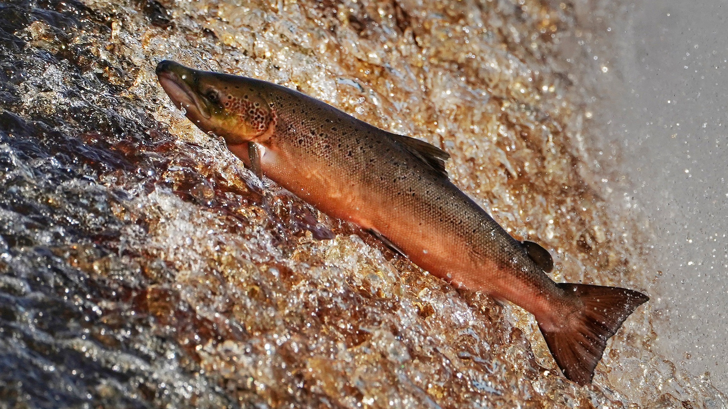 Acoustic salmon trackers used to find out why population is shrinking ...