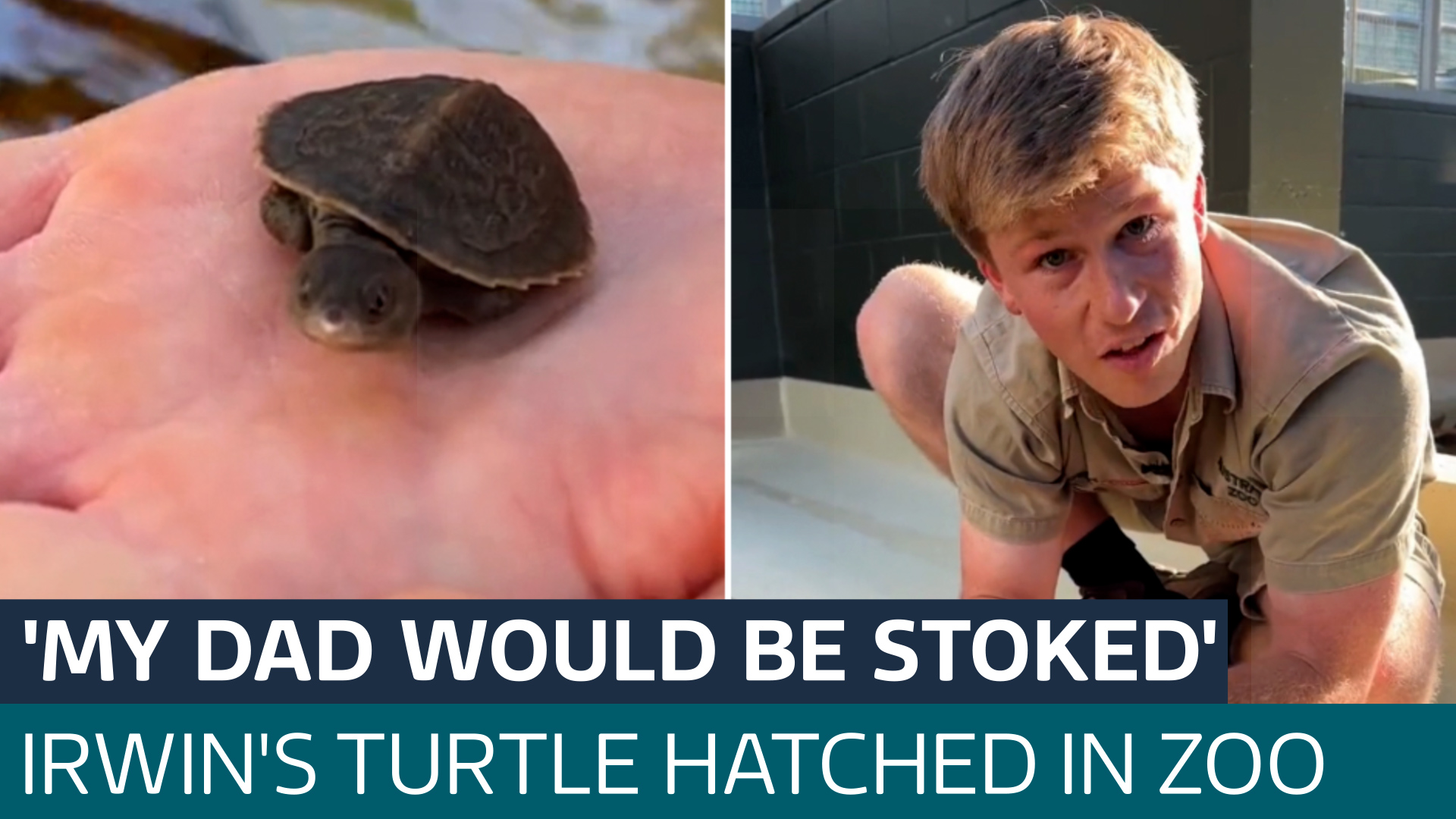 Steve Irwin's son posts emotional video hatching rare turtle named ...