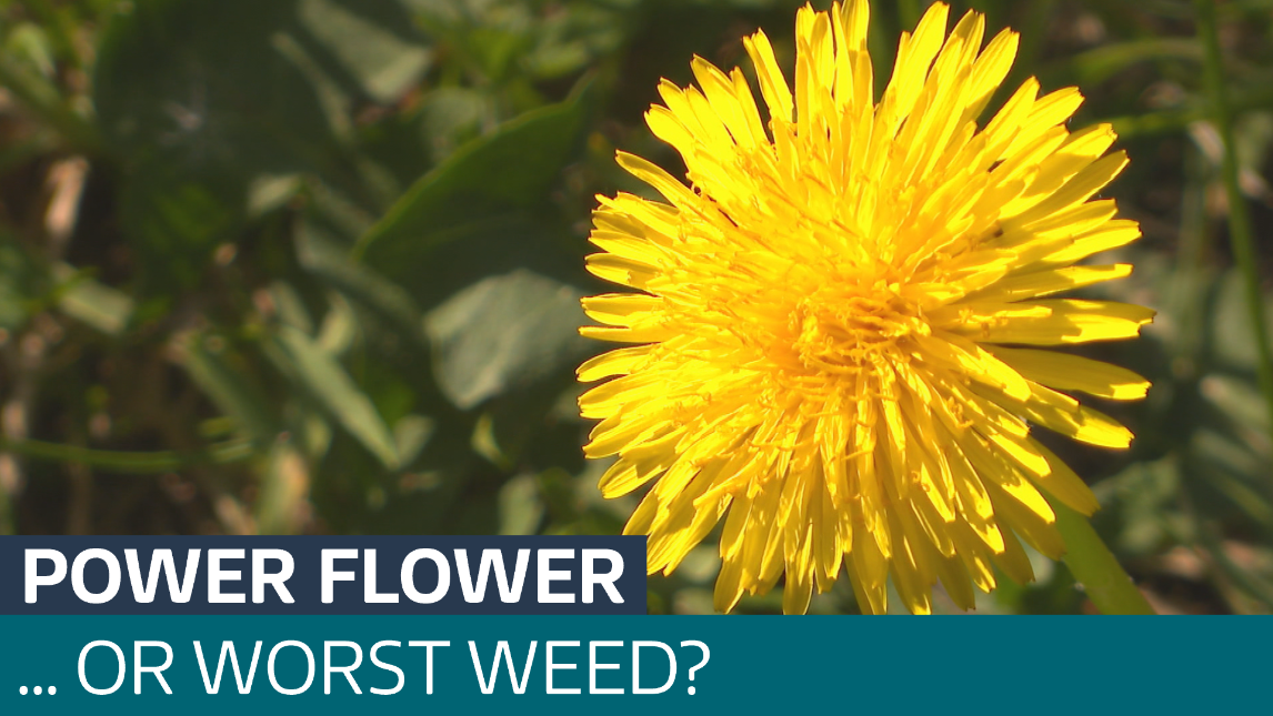 Why we get the humble dandelion all wrong - and how we can change ...