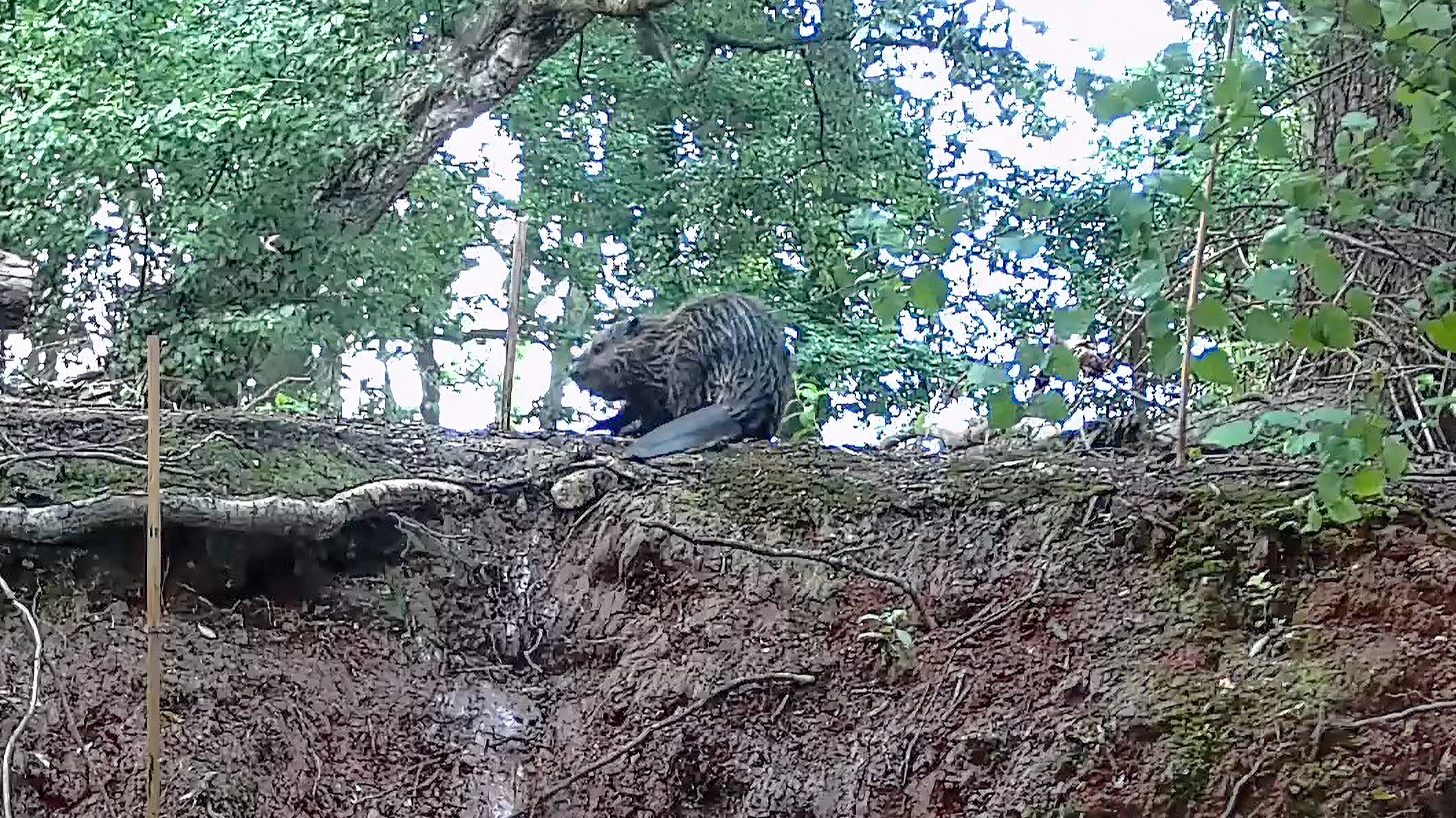 First beaver birth in 400 years in Staffordshire after relocation from ...