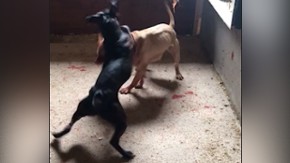 'Dr Death' given longest sentence possible for 'barbarous' dog fights ...