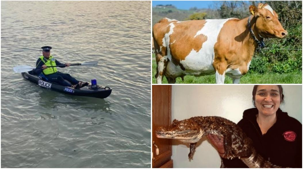 Alligators, dairy-free cows and inter-island bridges: Did you fall for ...