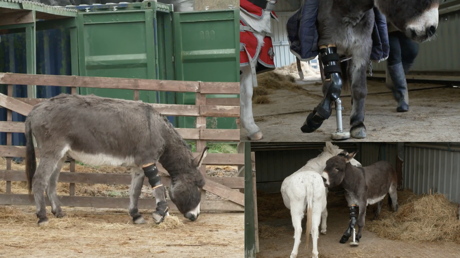 Tommy the Donkey given life-saving prosthetic limb after a life with ...