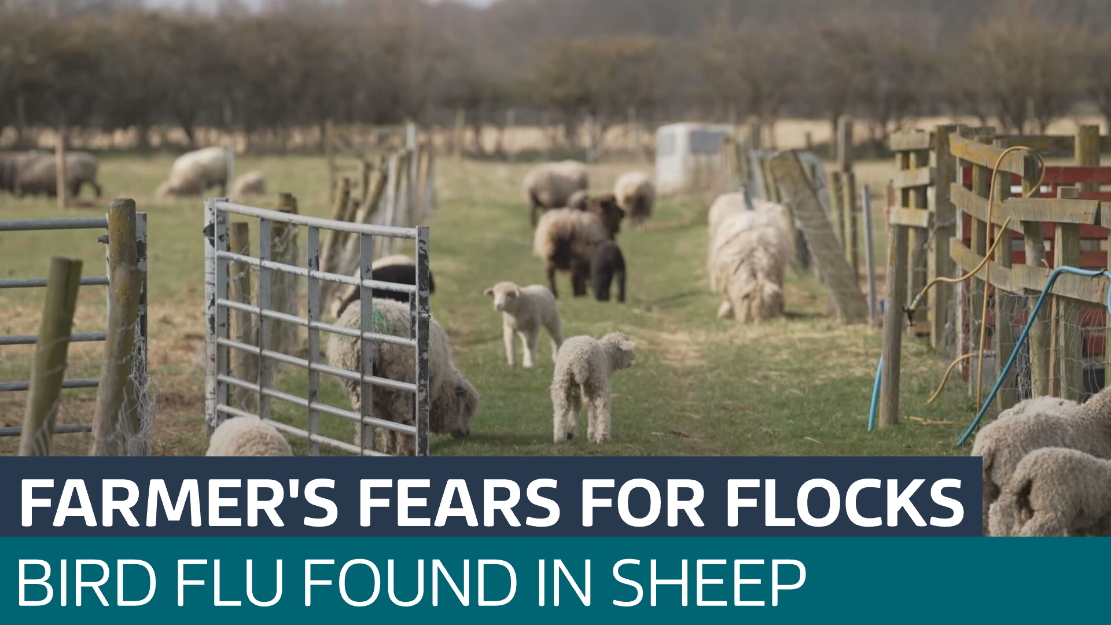 Farmer's worries after the world's first ever case of bird flu in sheep ...