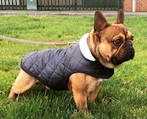 French bulldog saved from drowning by cockapoo in hot tub incident ...