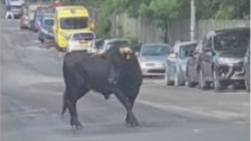 Bull on the loose spotted on Birmingham city centre roads | ITV News ...