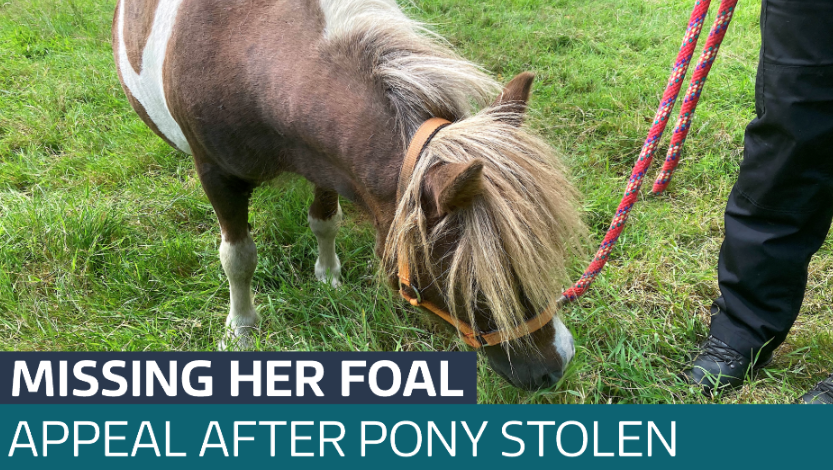 Owner makes emotional appeal after two month old foal is stolen ...