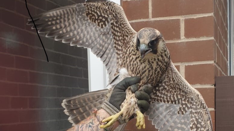 Peregrine Falcon dies after bait is laced with poison | ITV News Calendar