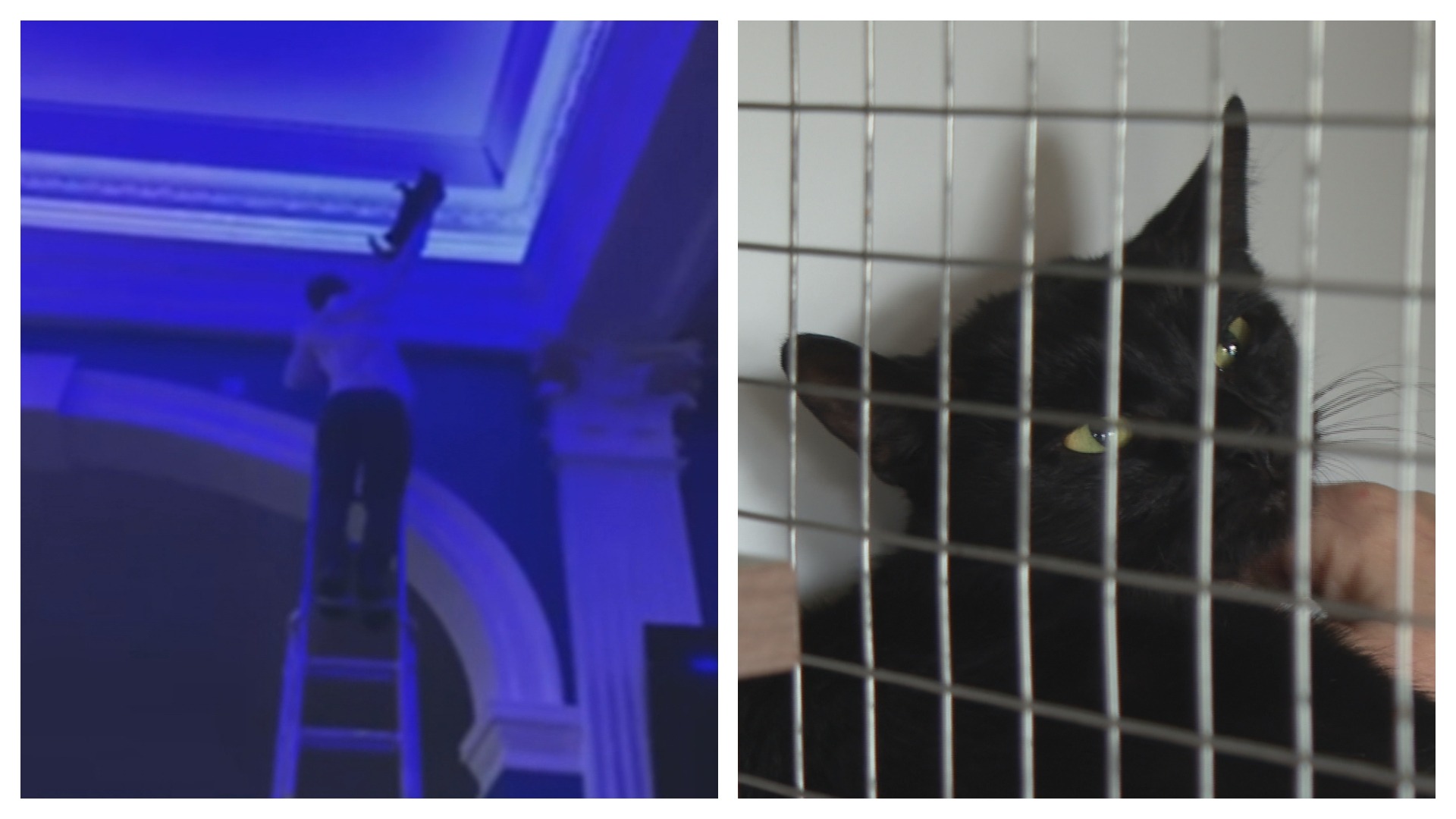 Cat stuck in Southampton bingo hall ceiling for almost two weeks ...