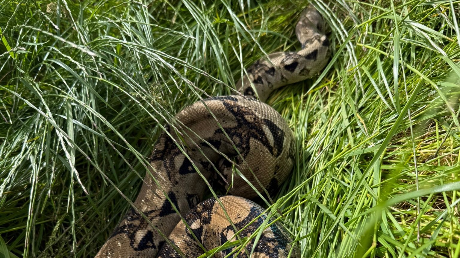 Two boa constrictor snakes found on Darlington golf course | ITV News ...
