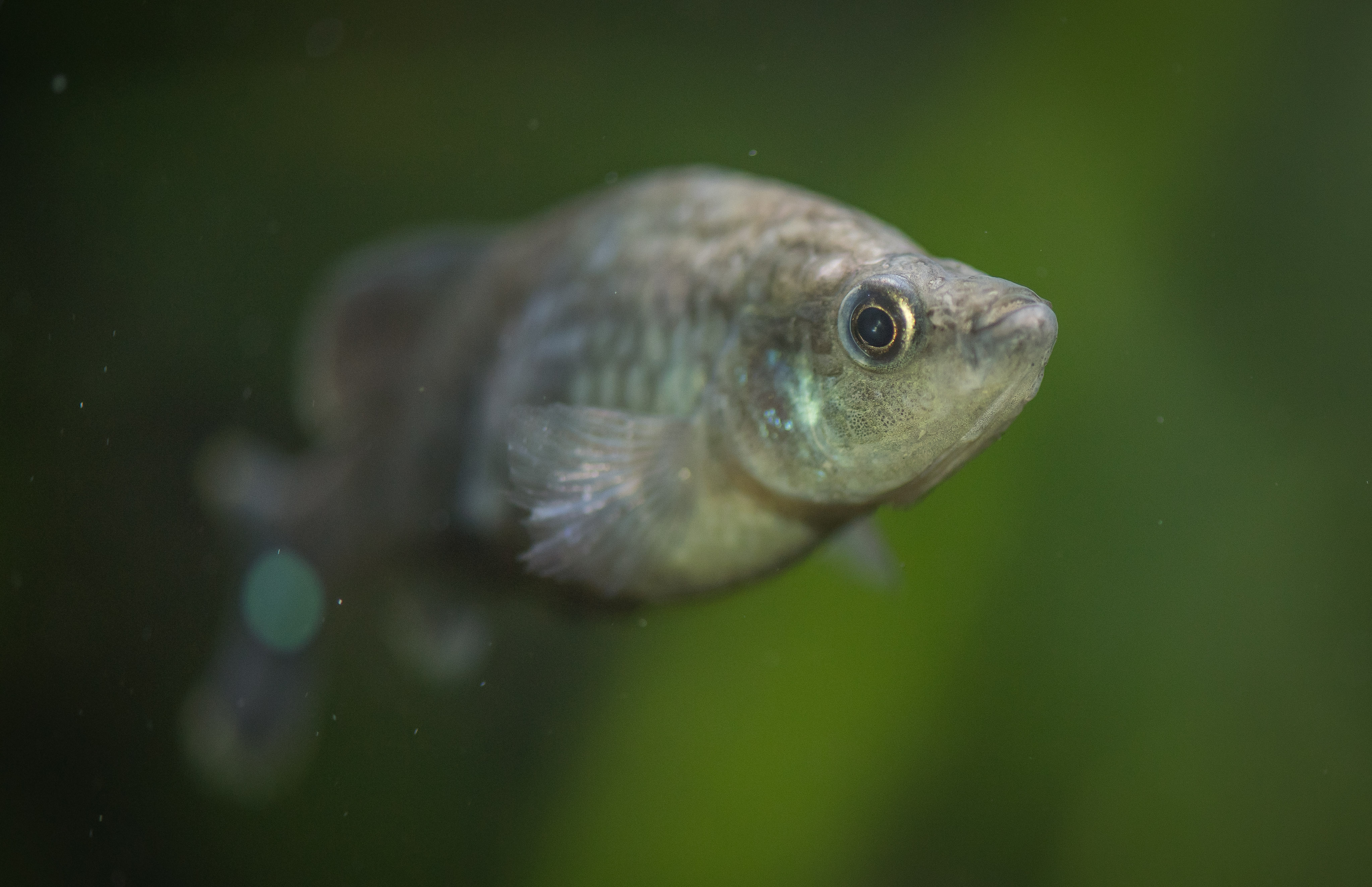 'Extinct' Tequila fish released back into wild in Mexico - with a ...