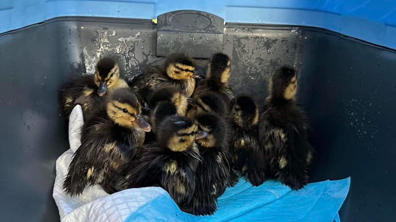 A dozen 'helpless' ducklings rescued after their mum dies in Devizes ...