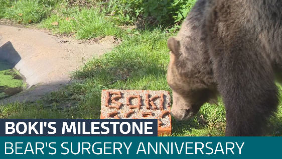 Celebrations to mark one year since Boki the brown bear underwent life ...