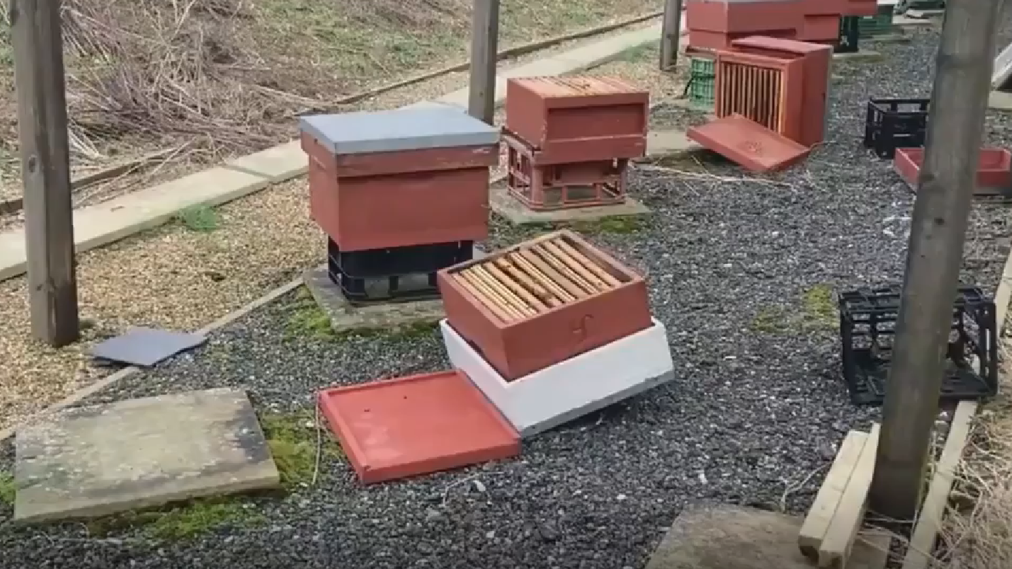 Heartbroken beekeeper says thousands of bees could die after Storm ...