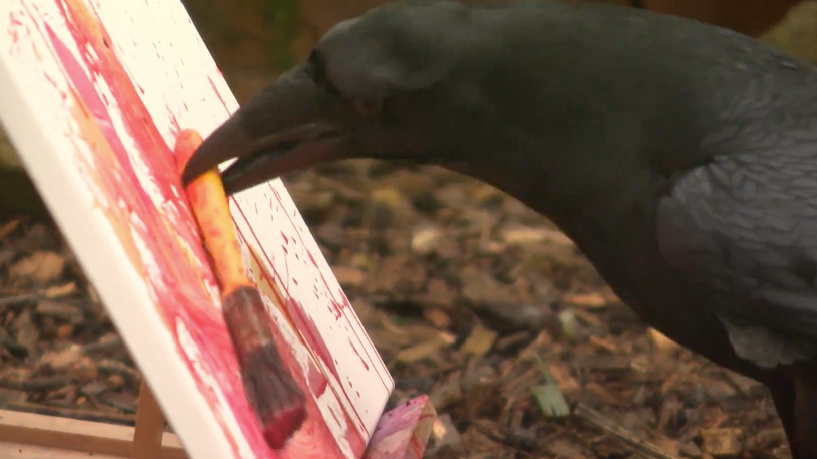 Crowds flock to see Odin the painting raven at South Yorkshire's ...