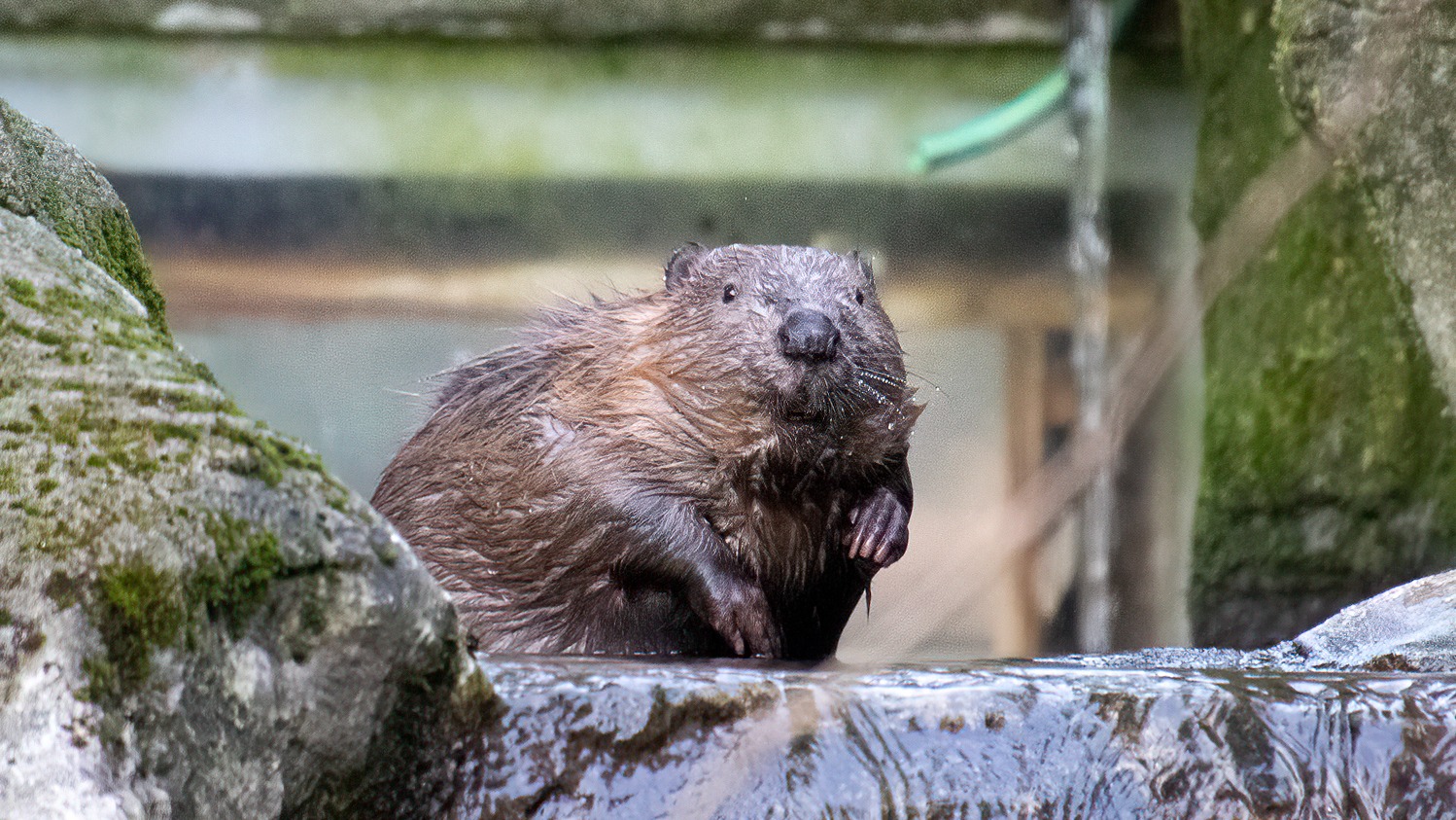 Meet Aspen, Sorrell and Buttercup: The orphaned beavers finding a new ...