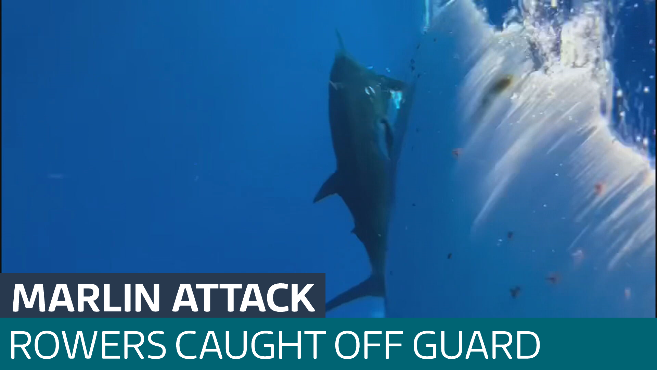 Bristol team of rowers attacked by Marlin - Latest From ITV News