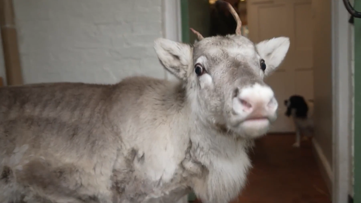 Meet Lars: The reindeer raised indoors who now thinks he's a dog | STV News