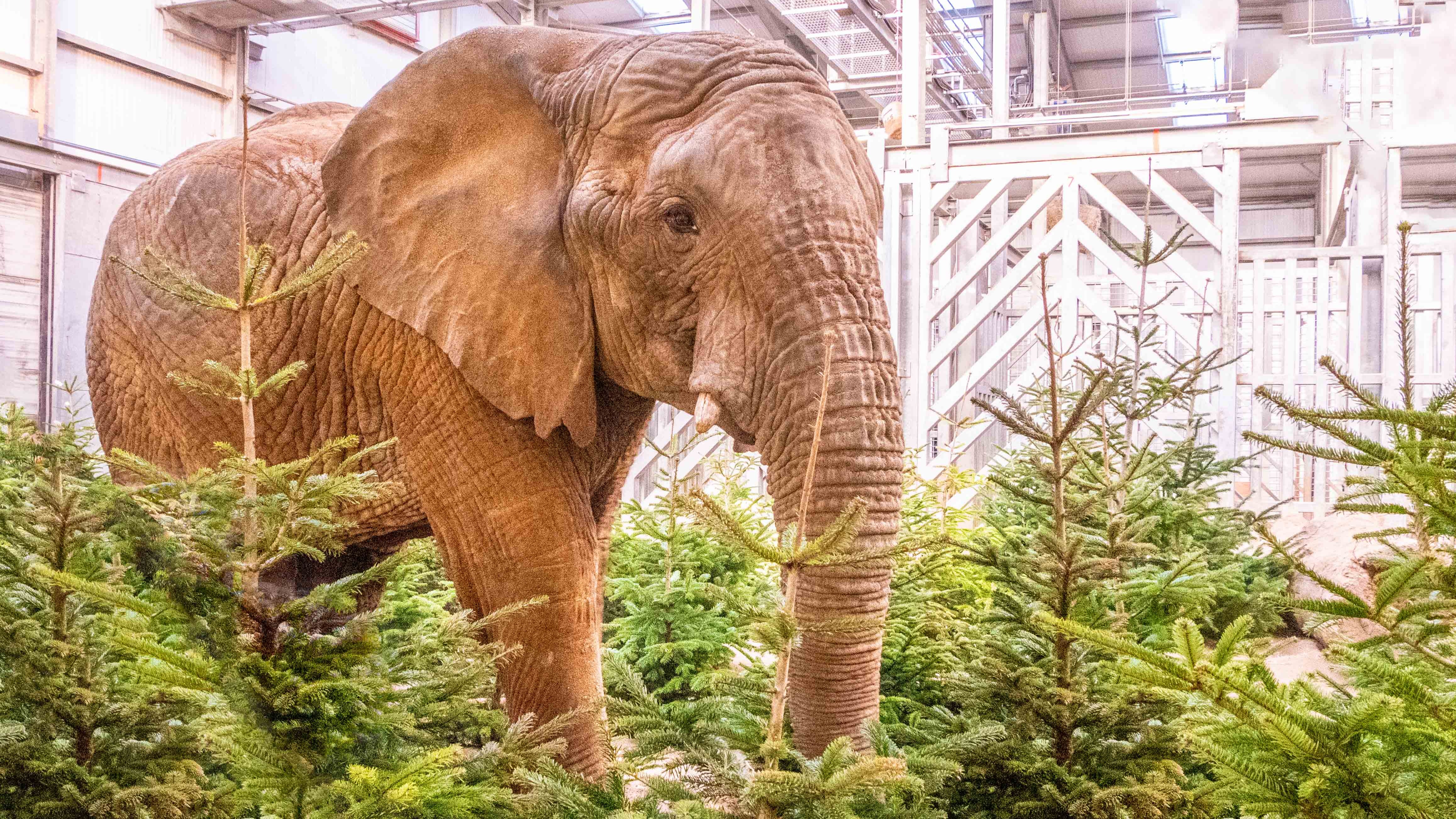 Give your Christmas tree to elephants, bears and meerkats in North ...